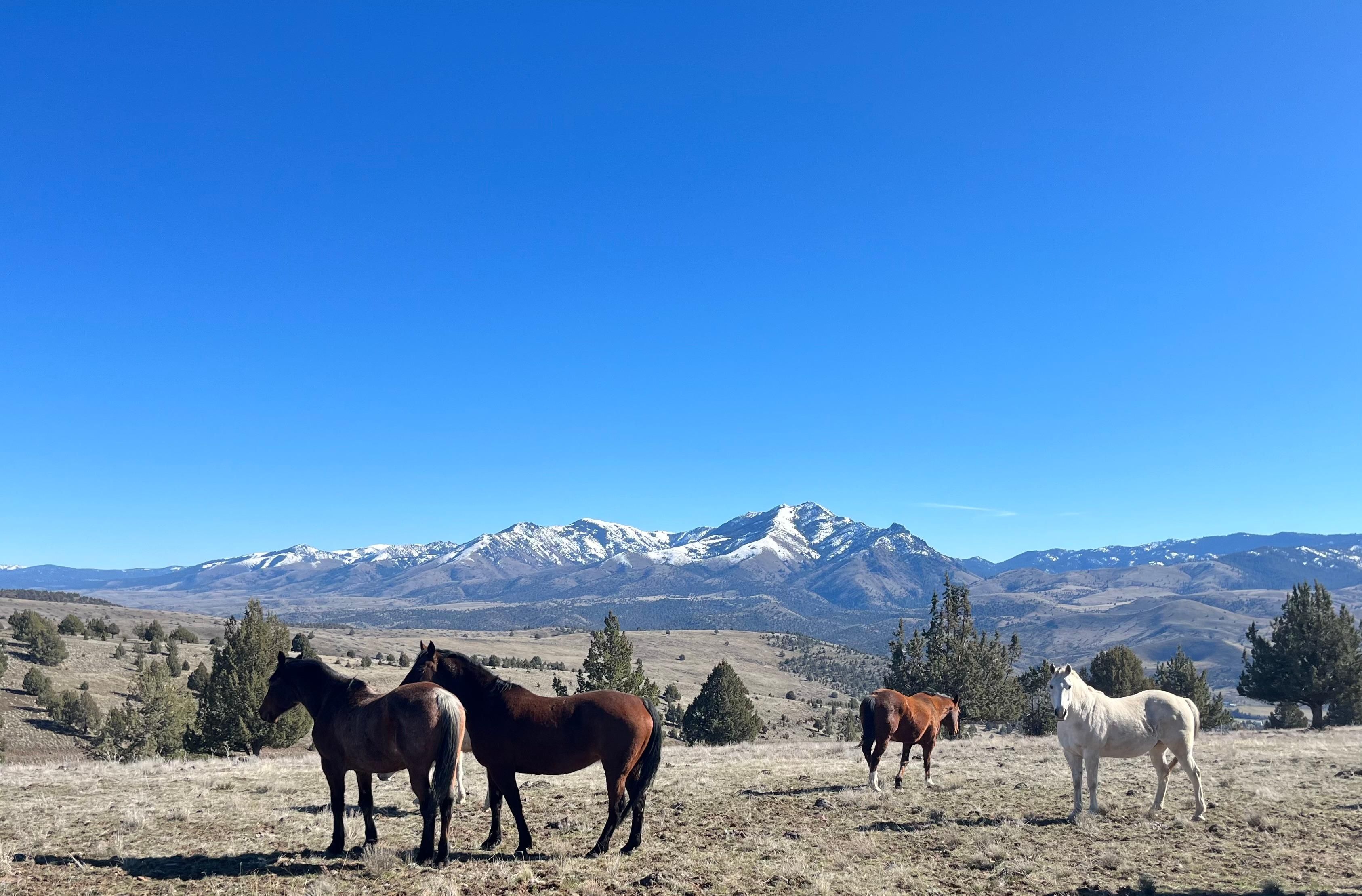 Cummings Creek Road, Mount Vernon, OR 97865 | Land and Farm
