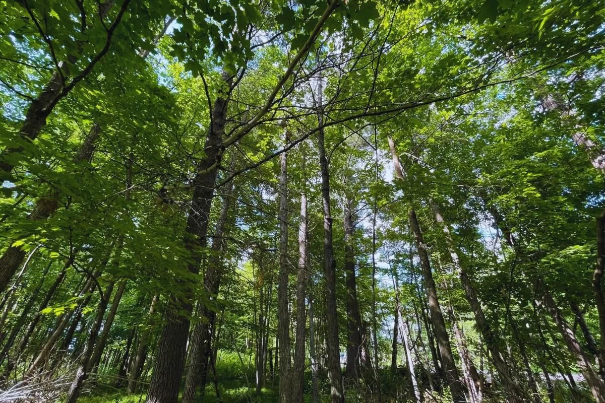 Partridge Pass, Garrison, MN 56450 | MLS: Mille Lacs 0.19 Acres, 09-969 ...