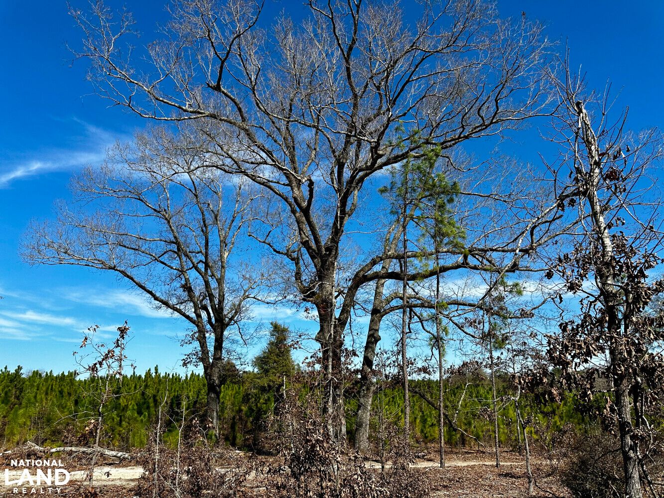 0 Tree Nursery Rd, Davisboro, GA 31018 | Land and Farm