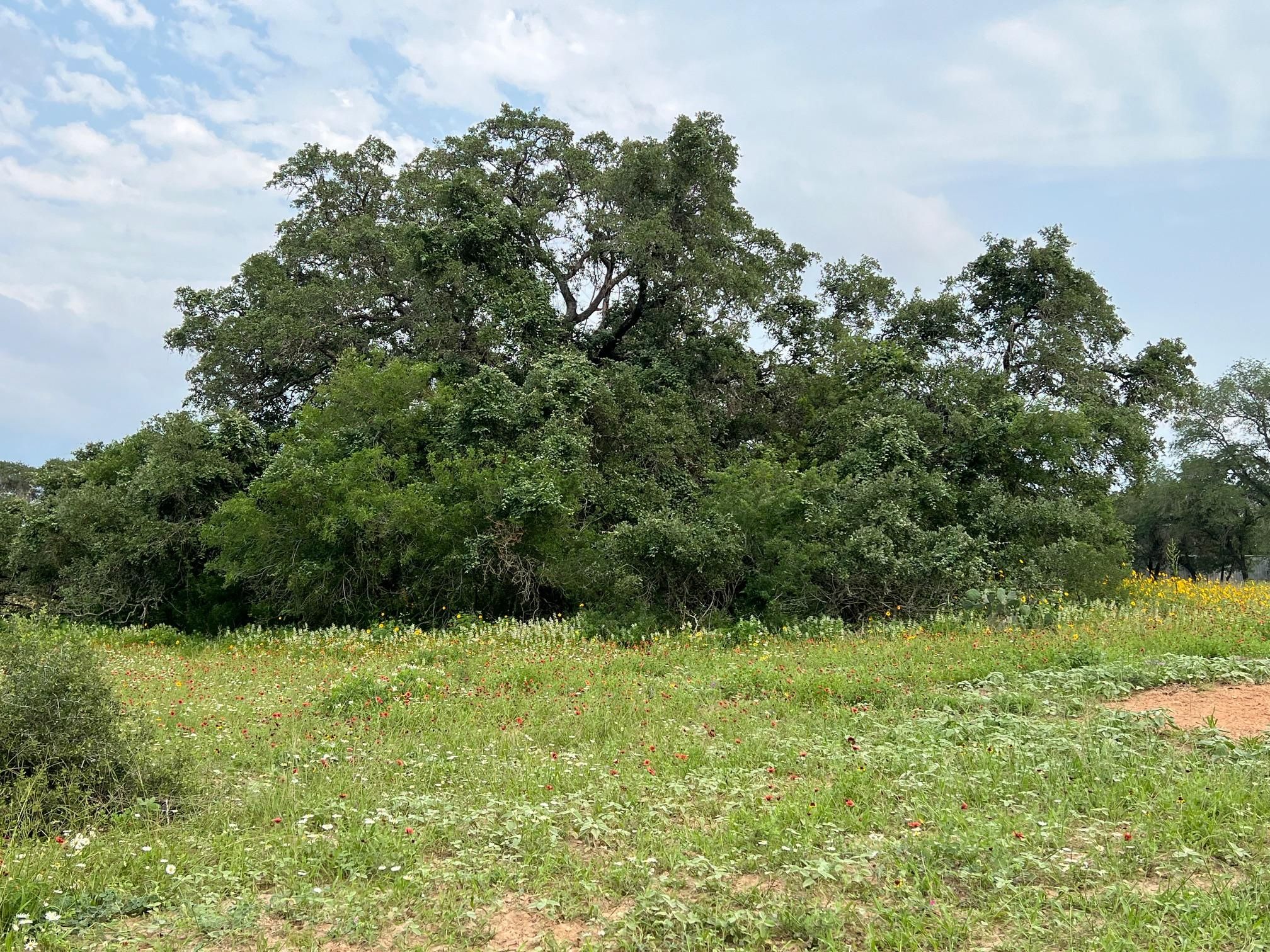 606 Sherrywood Lane, San Antonio, TX 78264 | MLS: 1779119 | Land and Farm