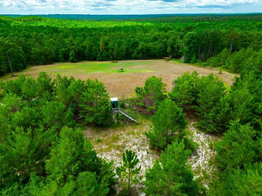 Suddeth Road, Butler, GA 31006 | MLS: Taylor County Hunting Tract w ...