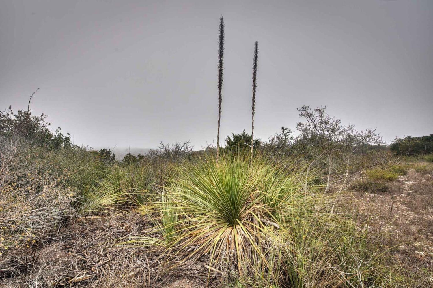 Leona Ranch Road, Brackettville, TX 78832 | Land and Farm