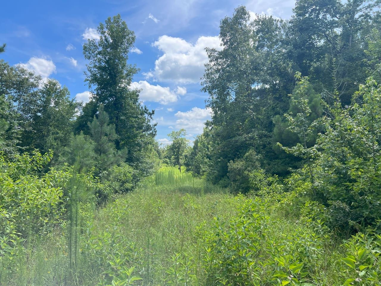 00 CR-143, Bearden, AR 71720 | Land and Farm