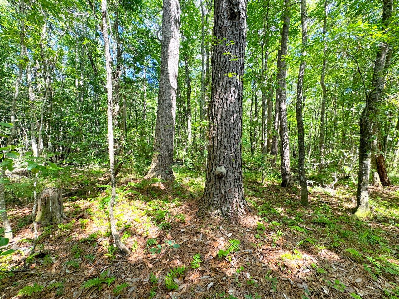 Gillman RD, Westville, FL 32464 | Land and Farm