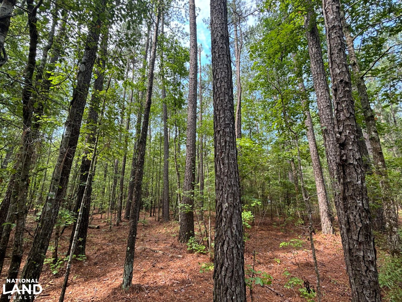 TBD Suttons RD, Suttons, SC 29510 | Land and Farm
