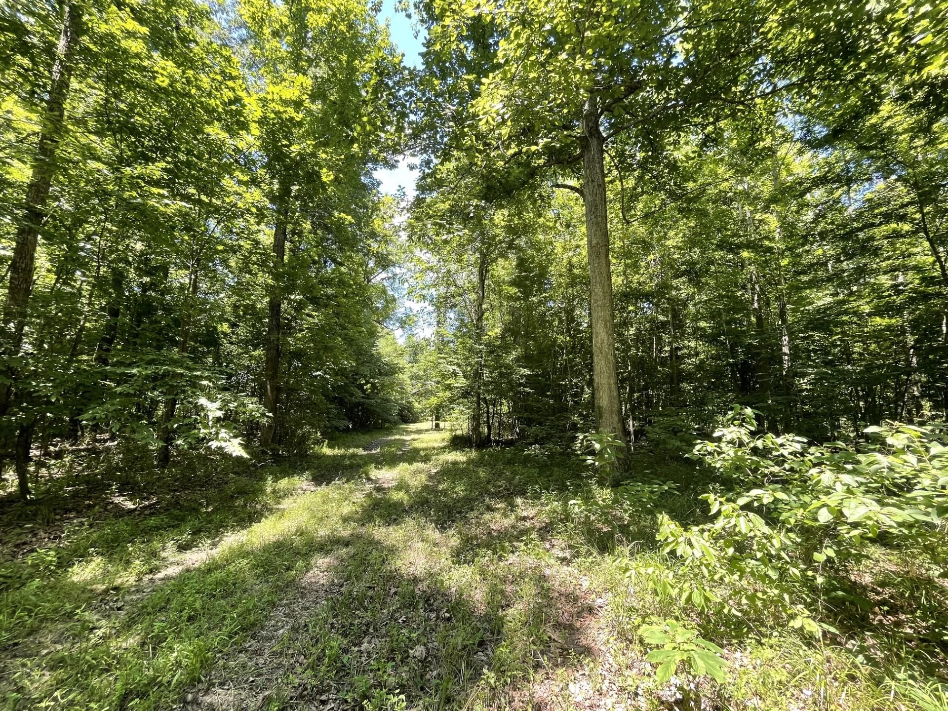 Rasperry Lane & Sassafras Street, Gallion, AL 36742 | Land and Farm