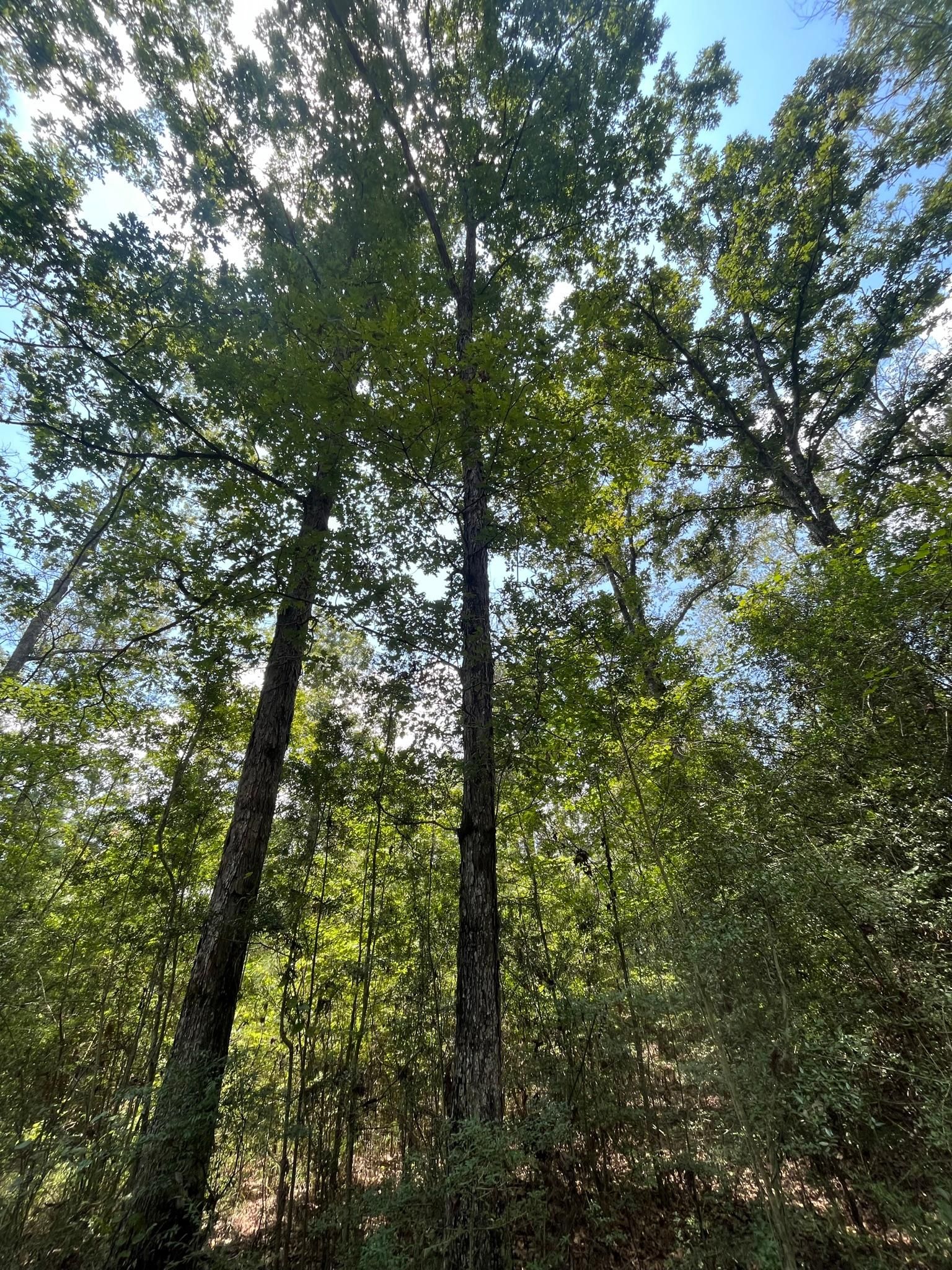 Nolan Felder Road, Magnolia, MS 39652 | Land and Farm