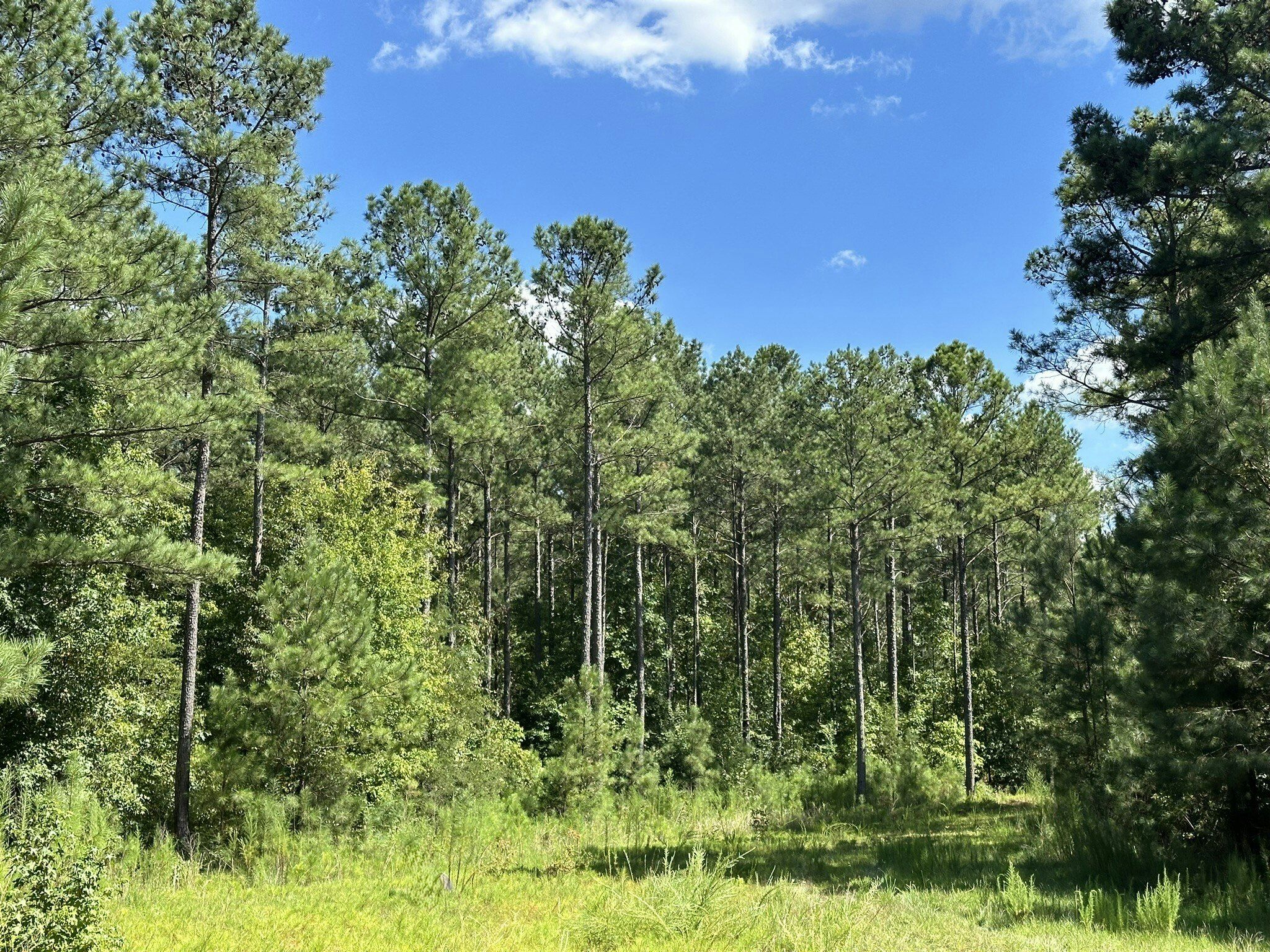 116 acres in Iva, SC, 29655 | Land and Farm