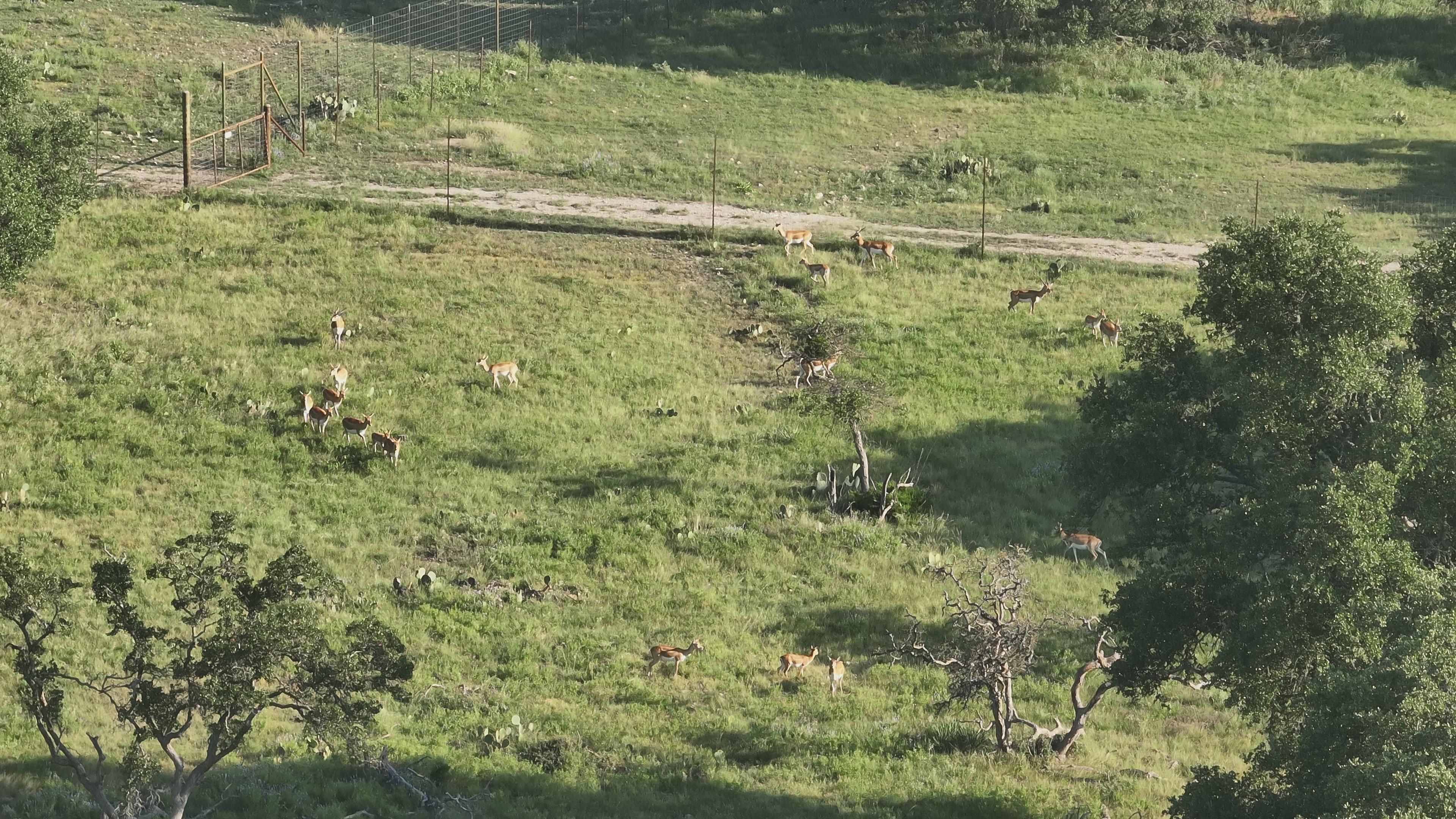 12 acres in Harper, TX, 78631 | MLS: Whitetail, Blackbuck, Axis | Land ...