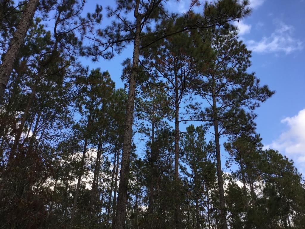 144 acres in Loris, SC, 45051 | MLS: Tract B802 SC Horry County ...