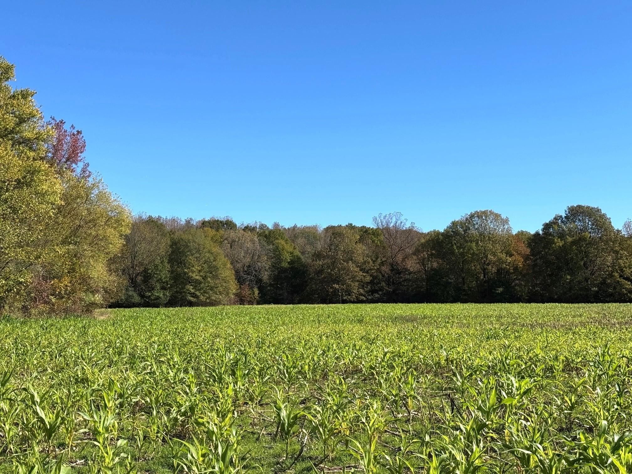 12441 SEWARD, Eads, TN 38028 | MLS: 10185575 | Land and Farm