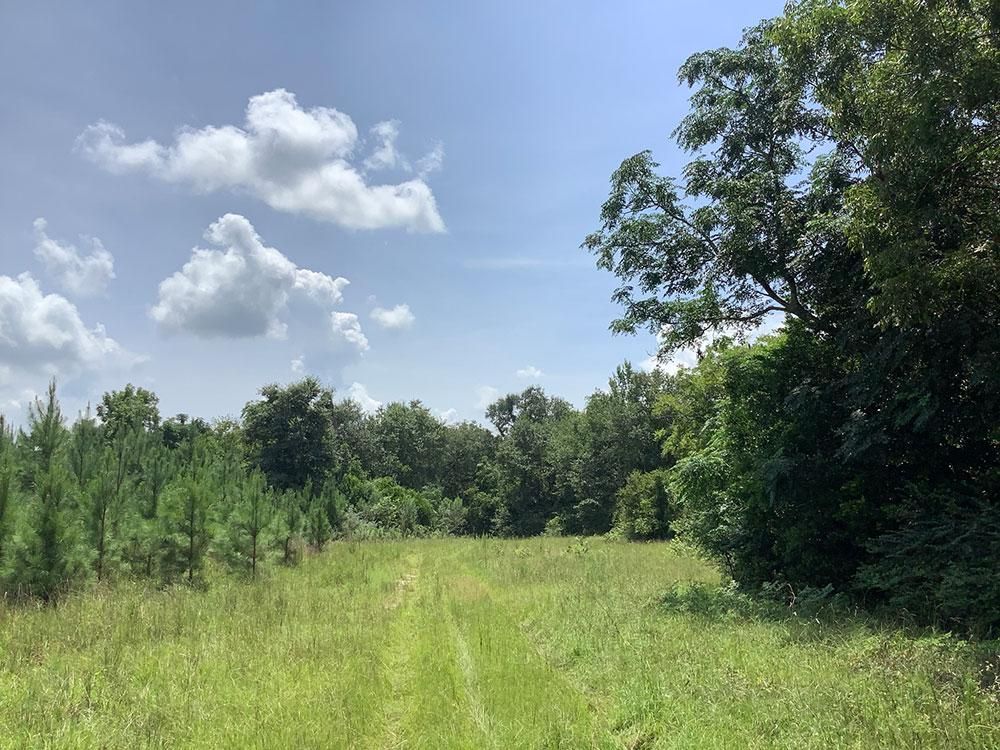 Damascus Hwy, Damascus, GA 39841 | Land and Farm