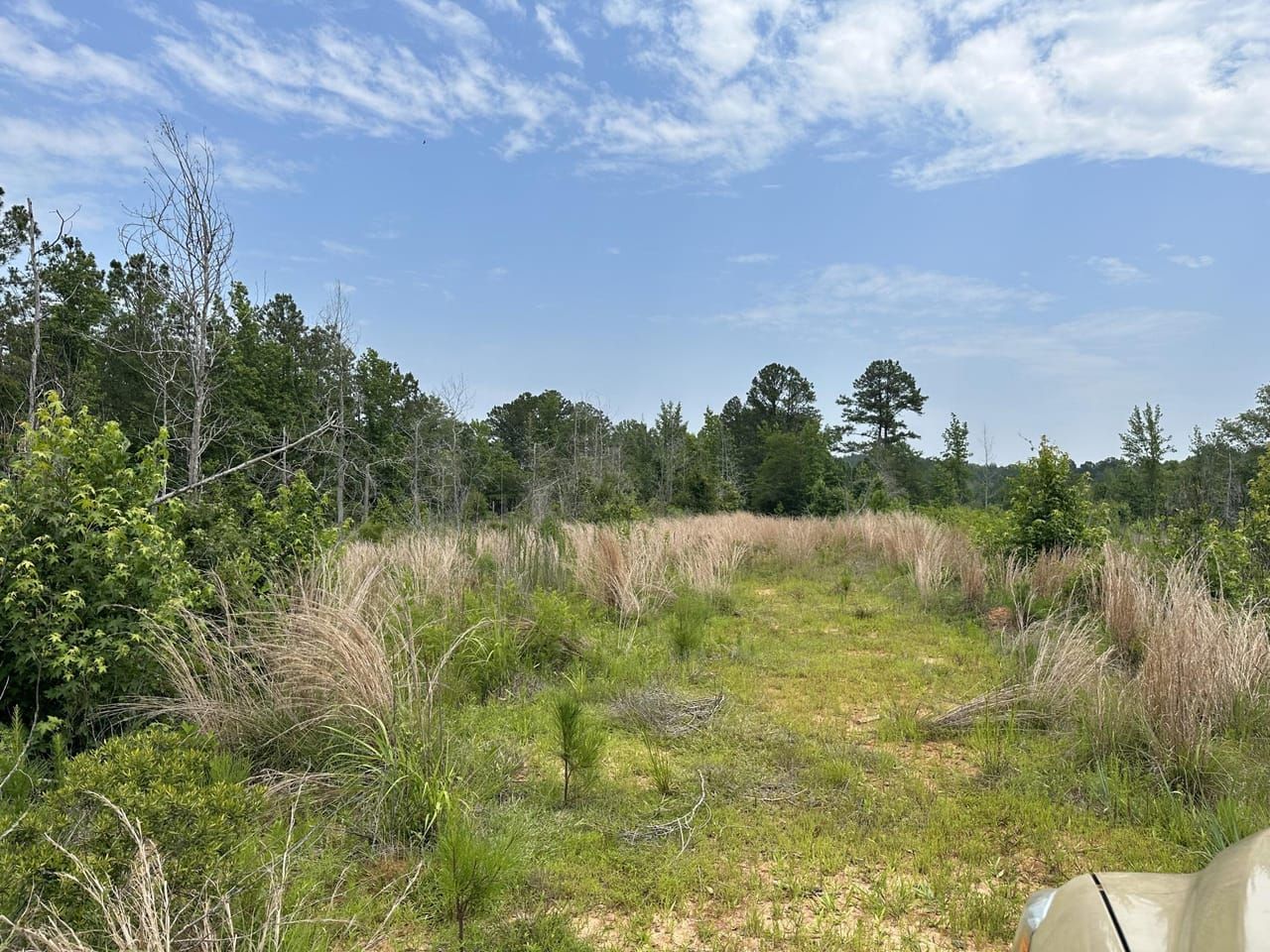 Dallas County Road 85, Minter, AL 36761 | Land and Farm