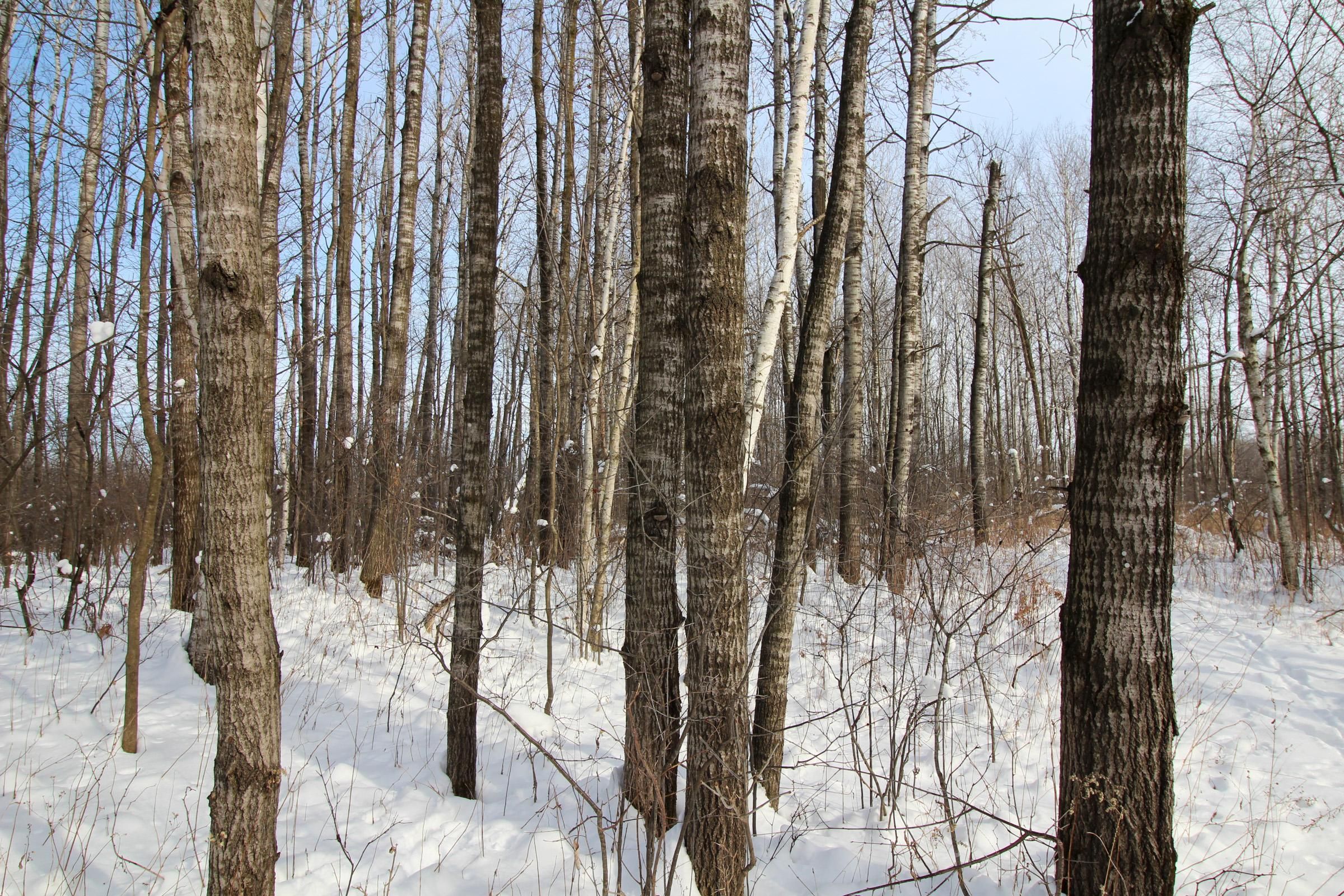 40 Acres 10th Avenue, Lublin, WI 54447 | MLS: 22500461 | Land and Farm