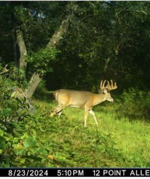 122.52 acres in Melrose, WI, 54642 | MLS: 1588844 | Land and Farm