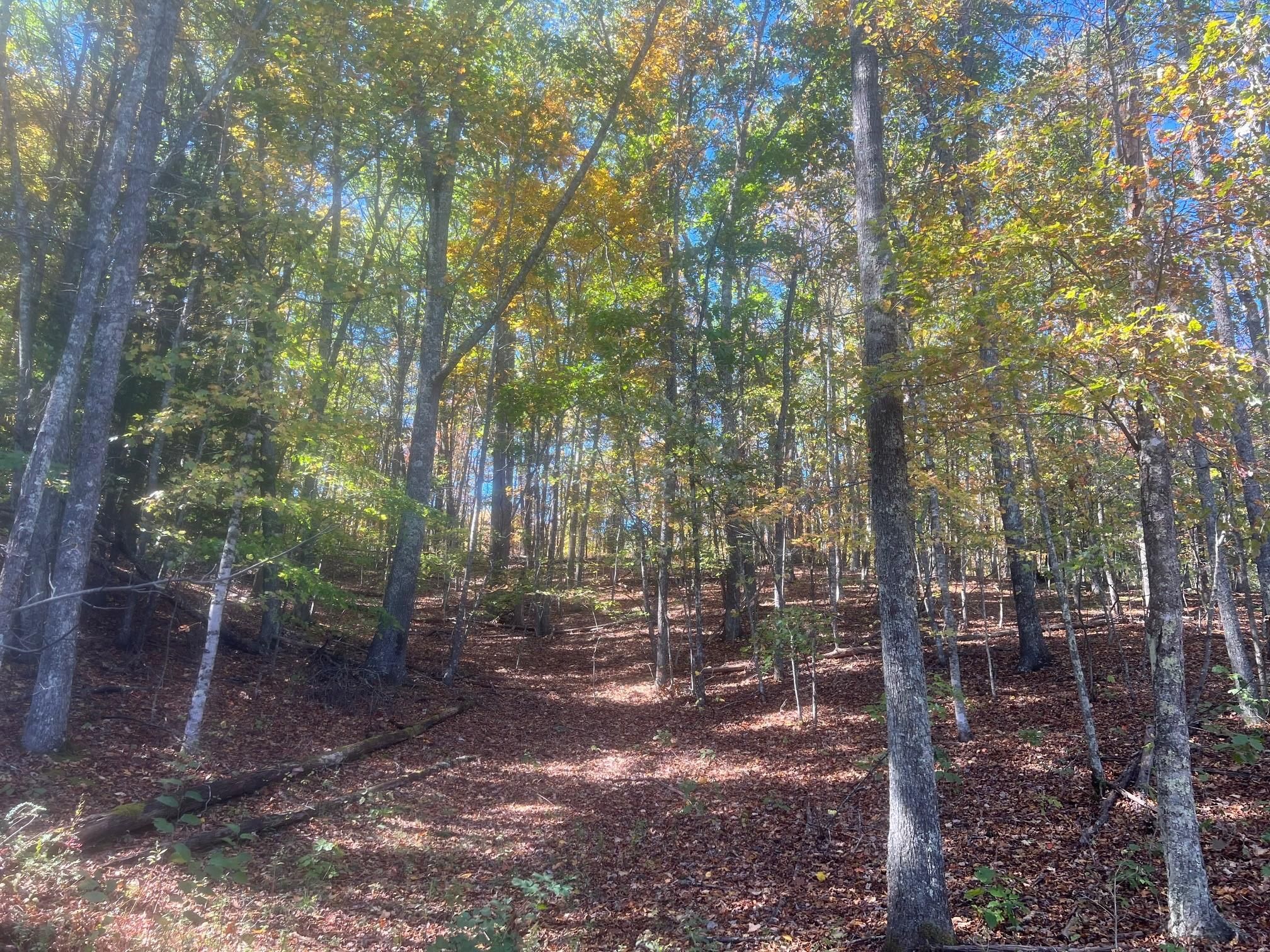 80 acres in Renick, WV, 24966 | MLS: 25-141 | Land and Farm