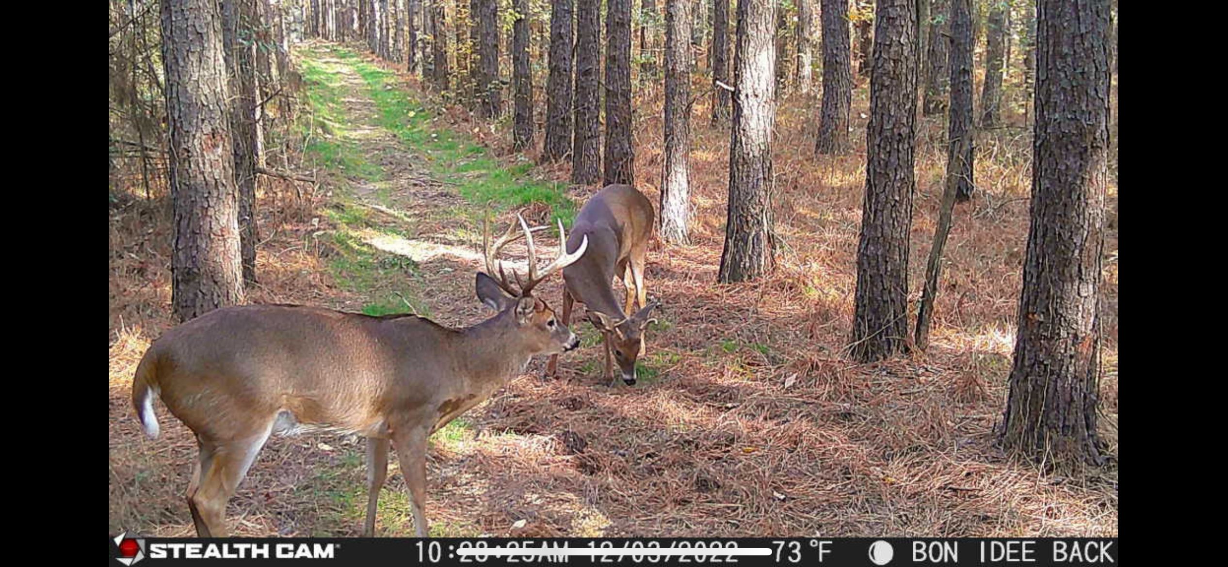 76 acres in Mer Rouge, LA, 71261 | Land and Farm