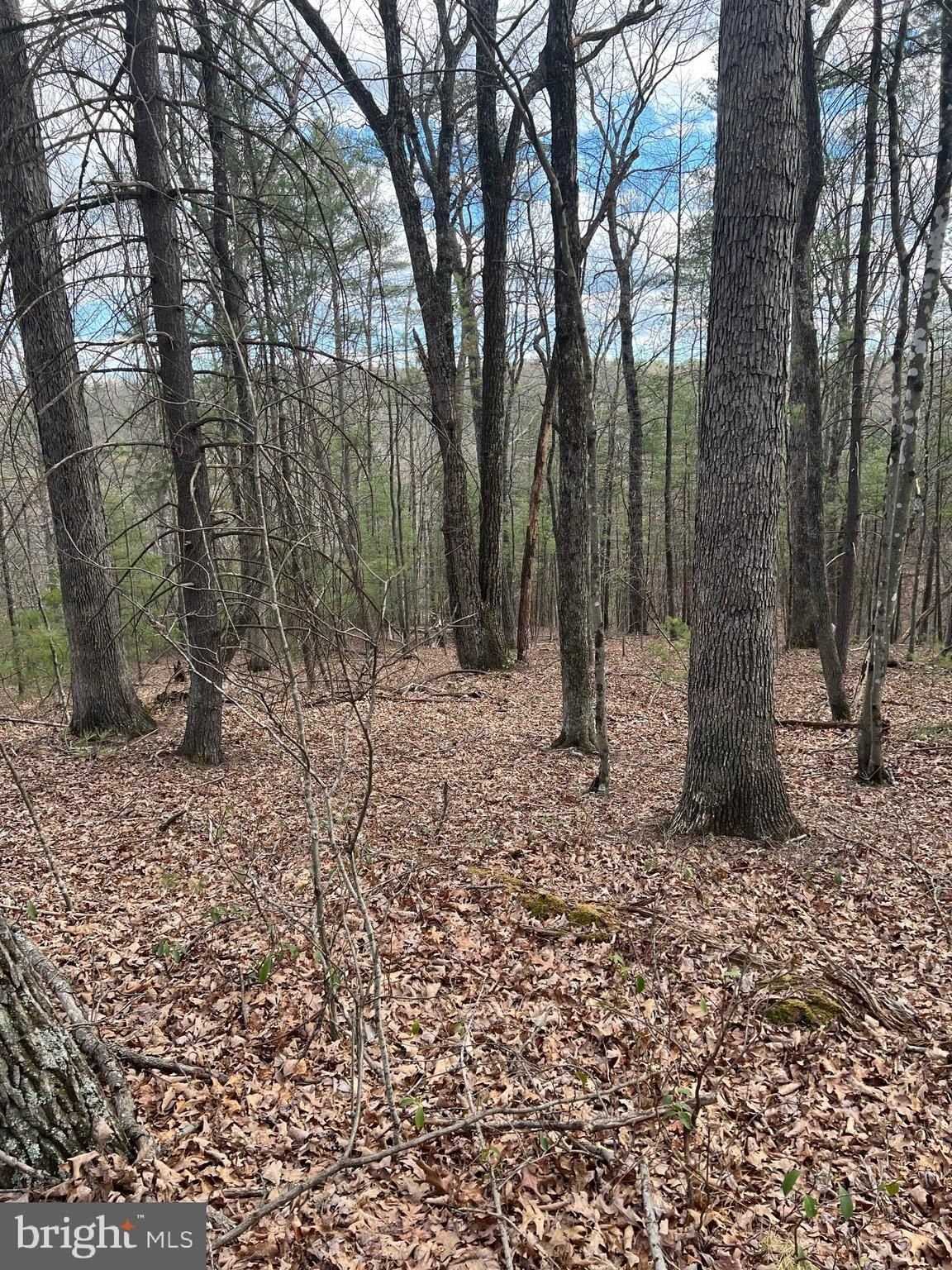 BEECH LOT, Mount Jackson, VA 22842 | MLS: VASH2010932 | Land and Farm