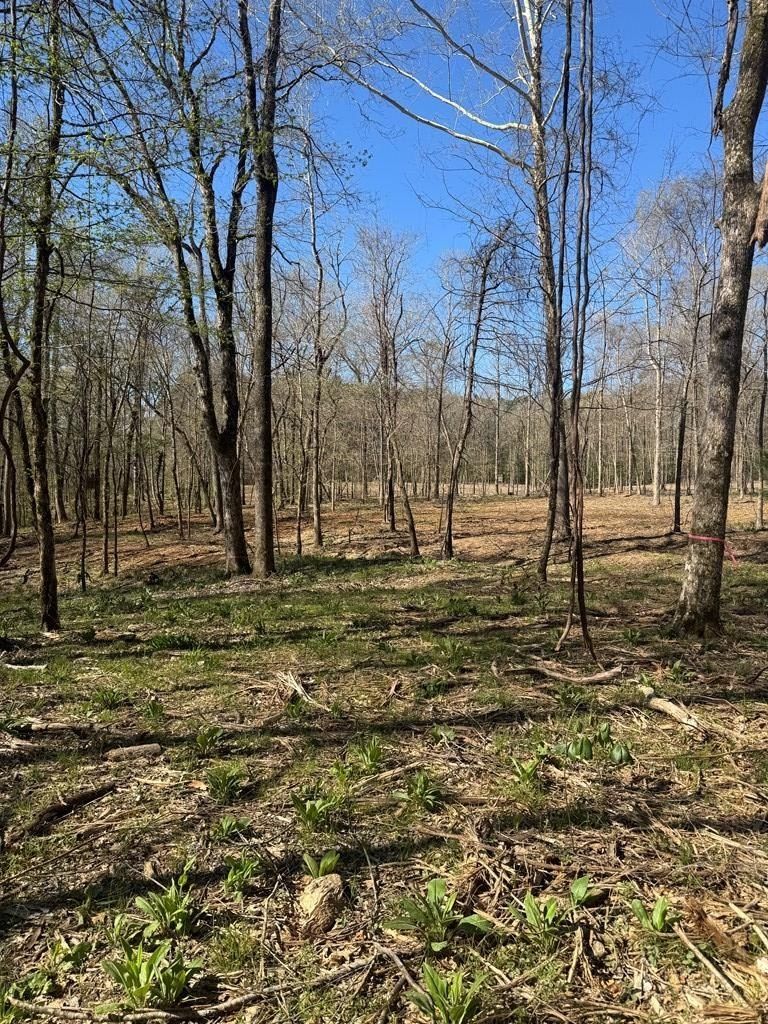 TBD CR 425 (Browns Ferry Rd), Melrose, TX 75961 | MLS: 22500497 | Land ...