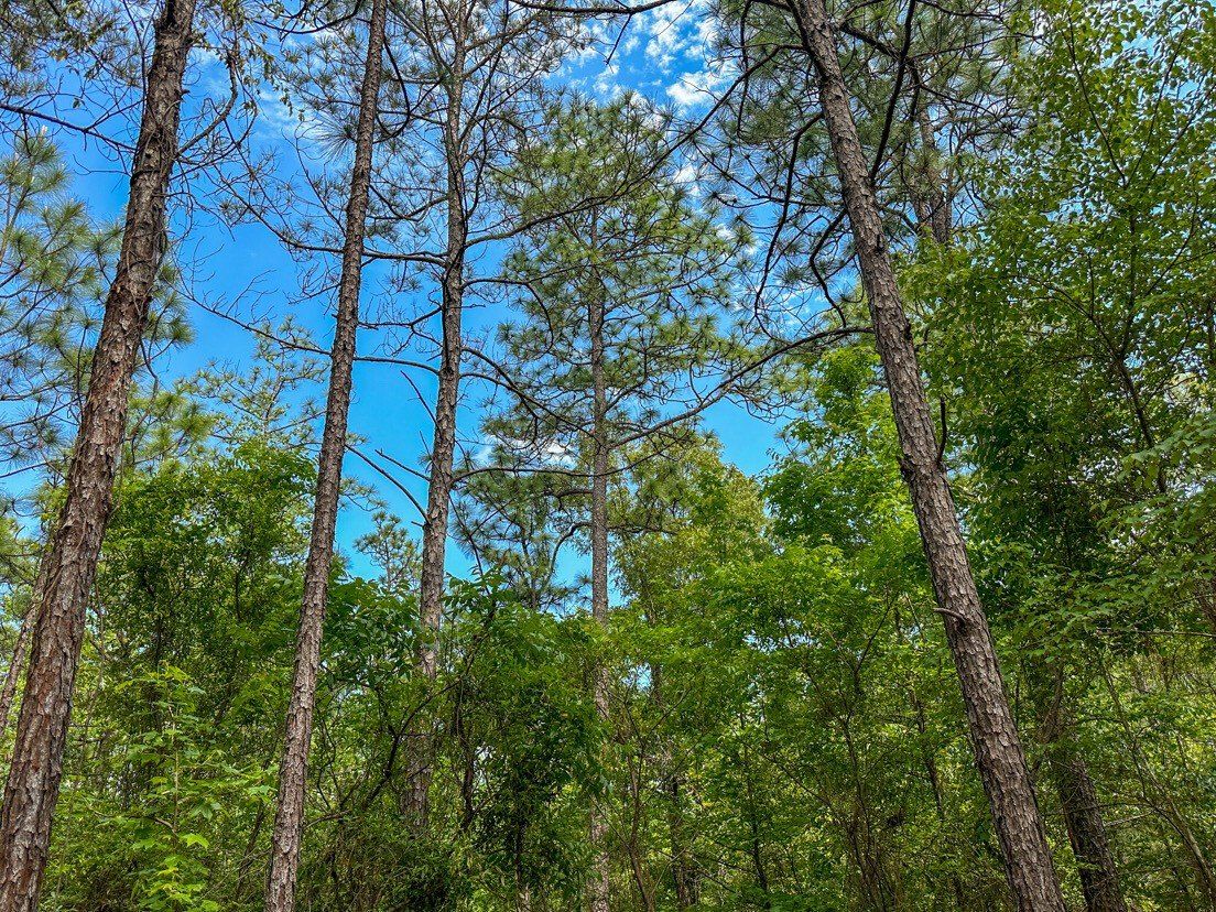 0 Ollie Mccullough Road, Sprott, AL 36756 | MLS: 11498940 | Land and Farm