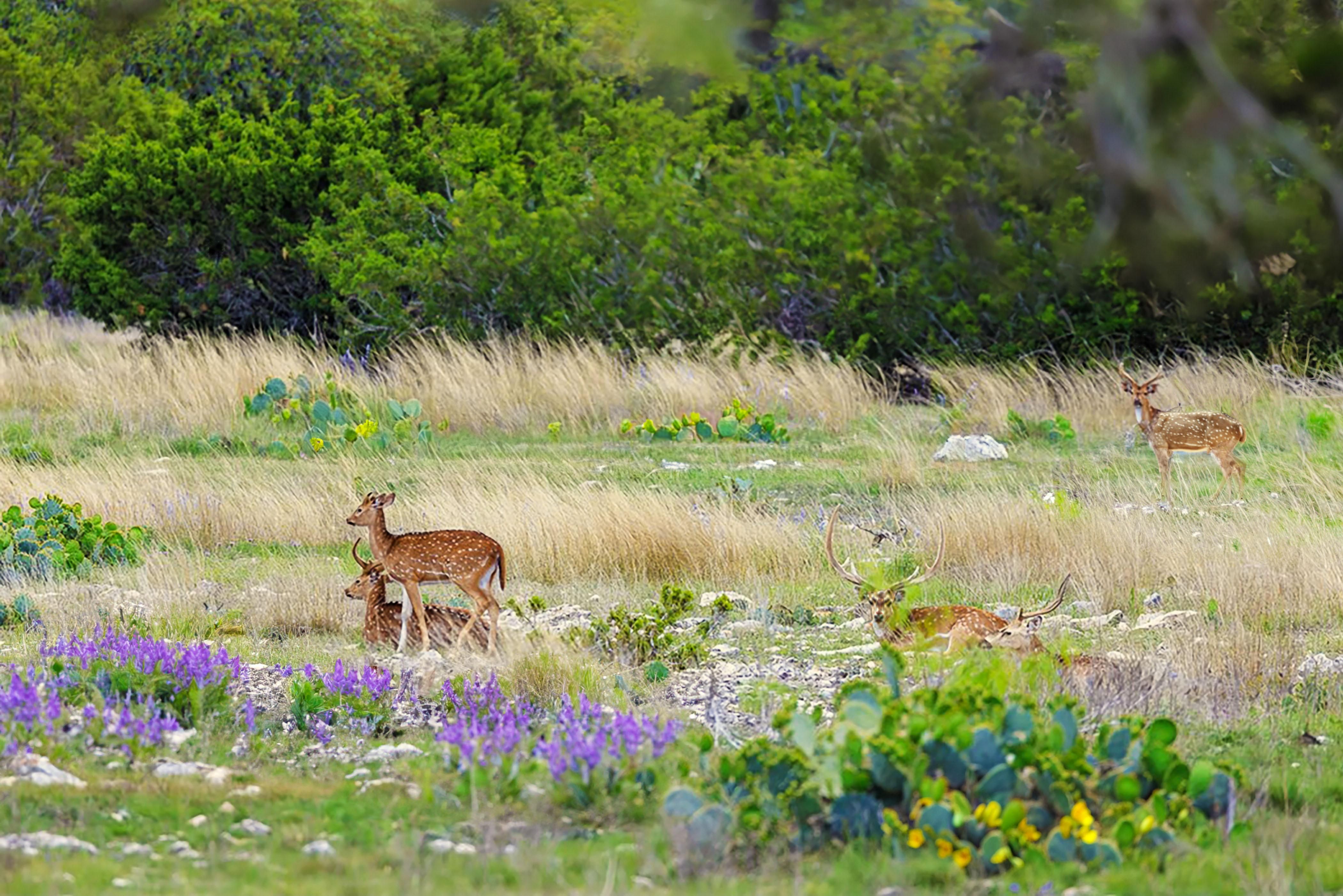 74 acres in Harper, TX, 78631 | Land and Farm