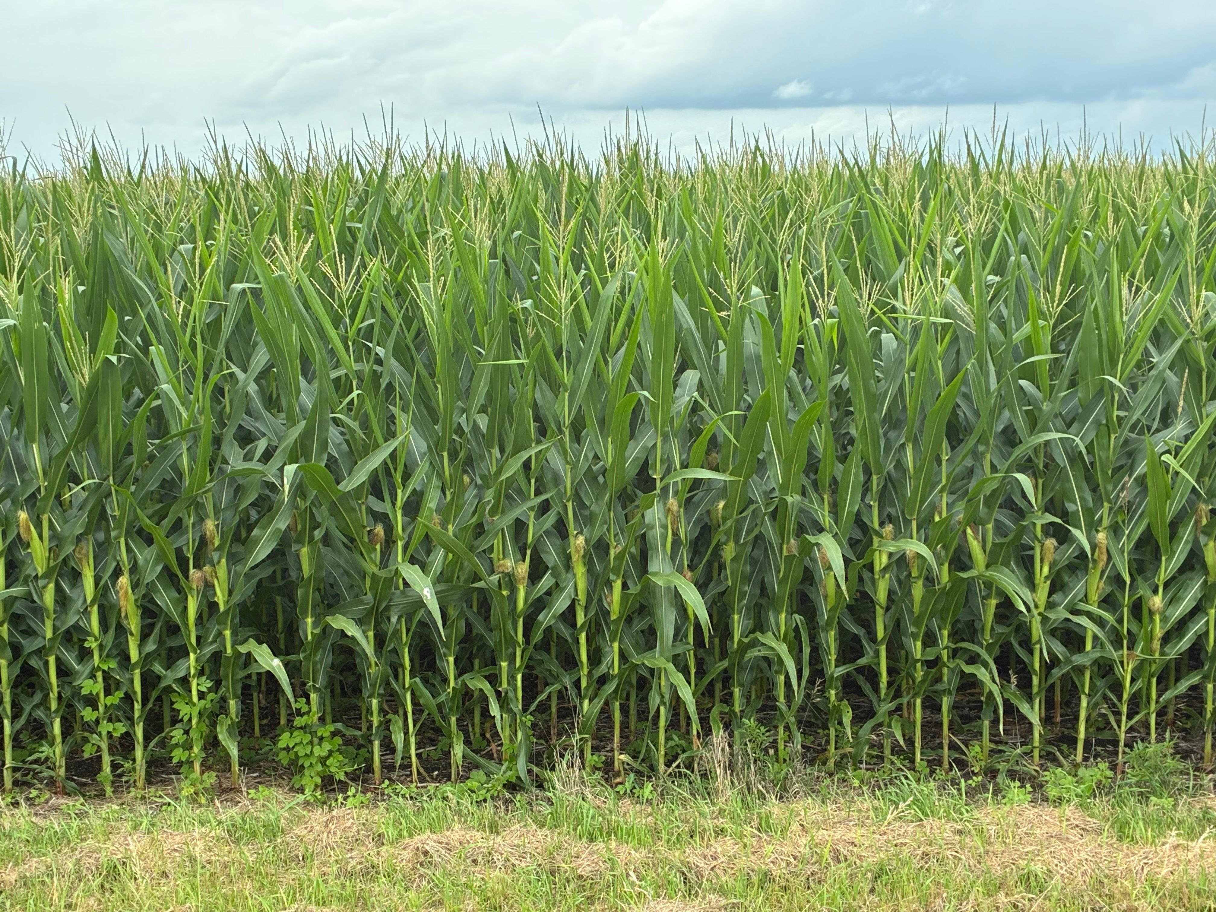 188.83 acres in Good Hope, IL, 61473 | Land and Farm