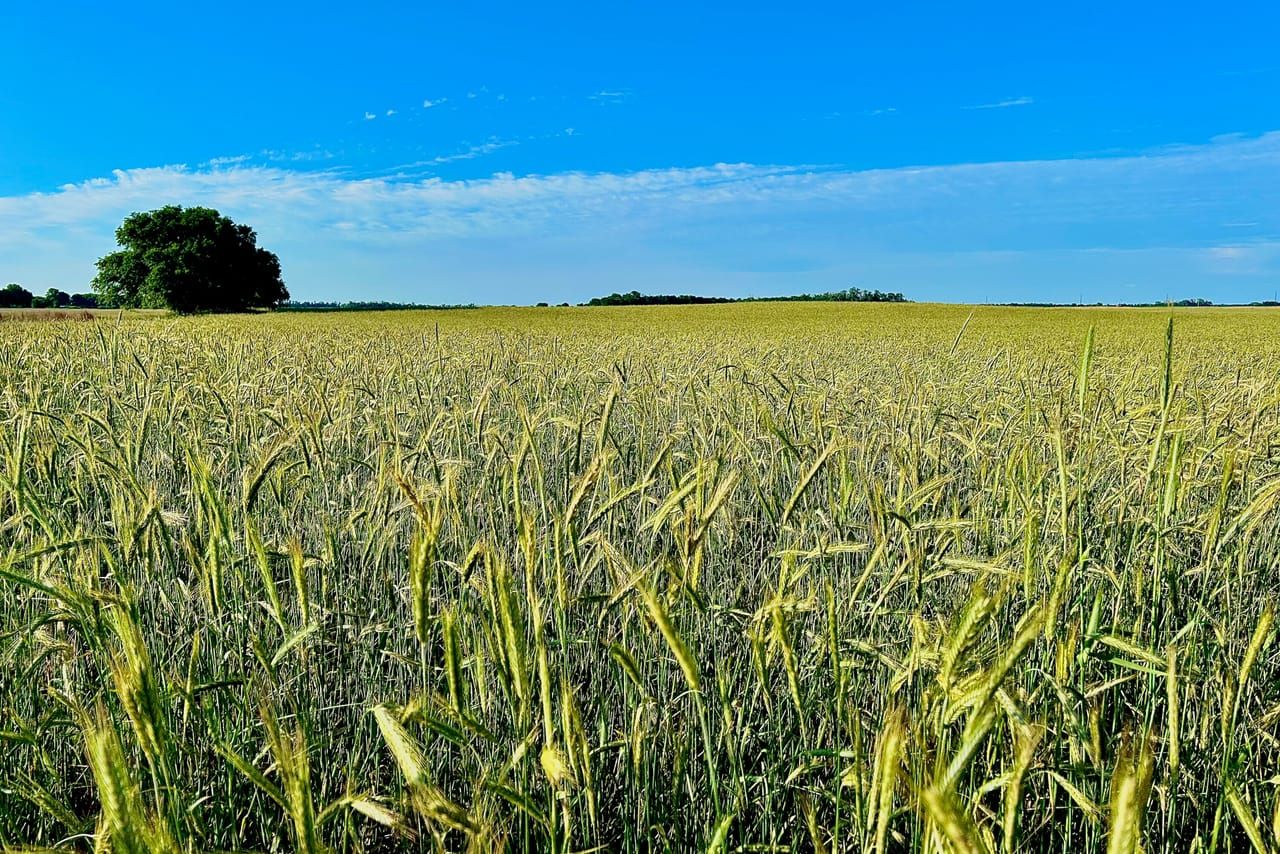 TBD, Pratt, KS 67066 | Land and Farm