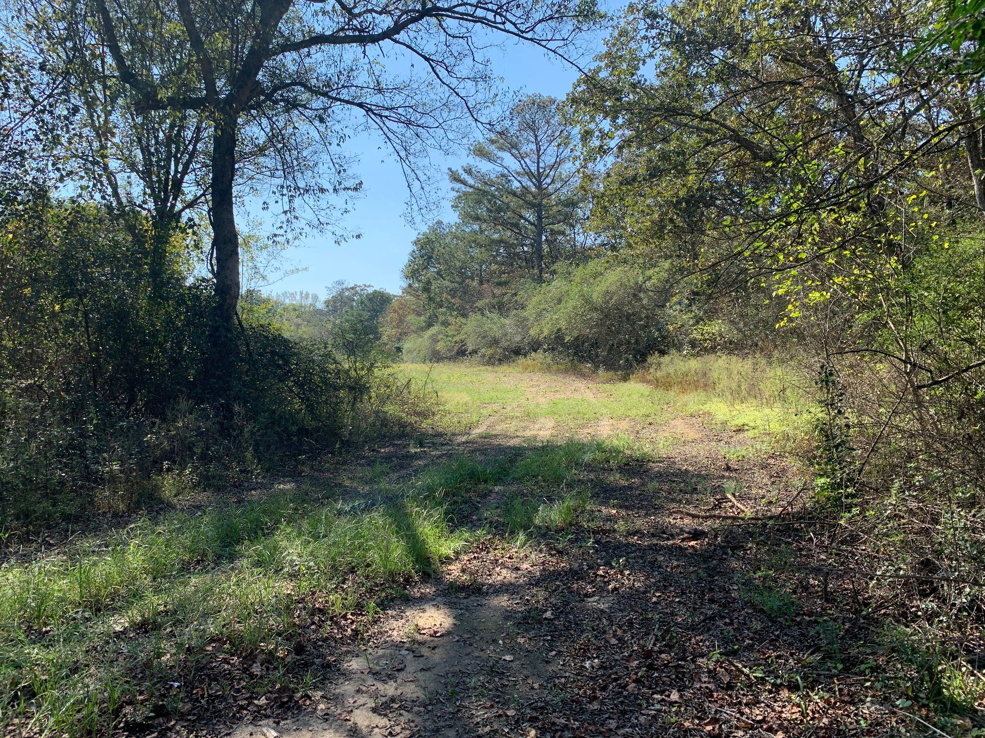 0 County Road 47, Fyffe, AL 35971 | Land and Farm
