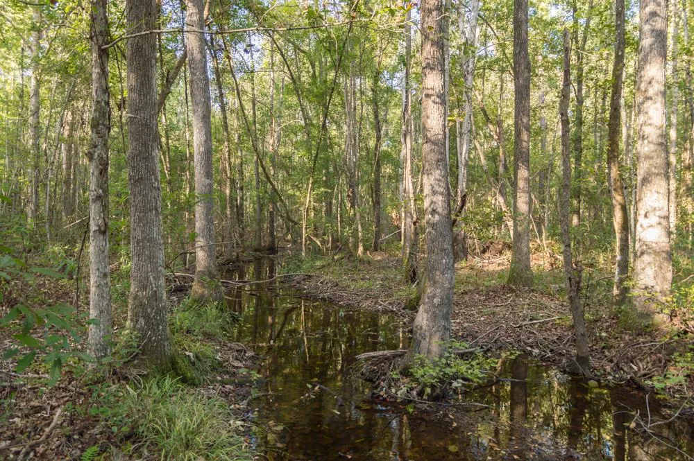 South Carolina Land for Sale between 101 and 200 Acres - 190 Listings ...