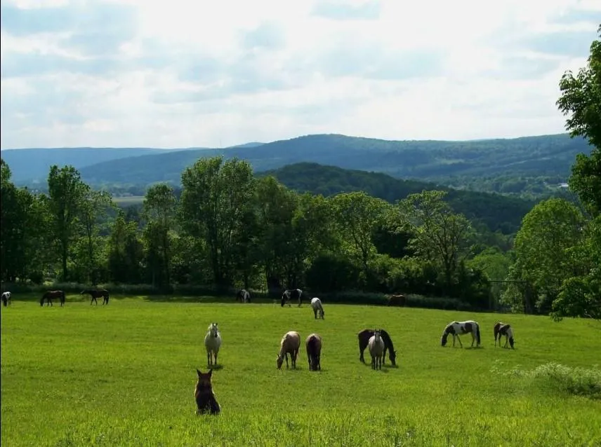 New York Farm Land for Sale - 312 Listings | Land And Farm