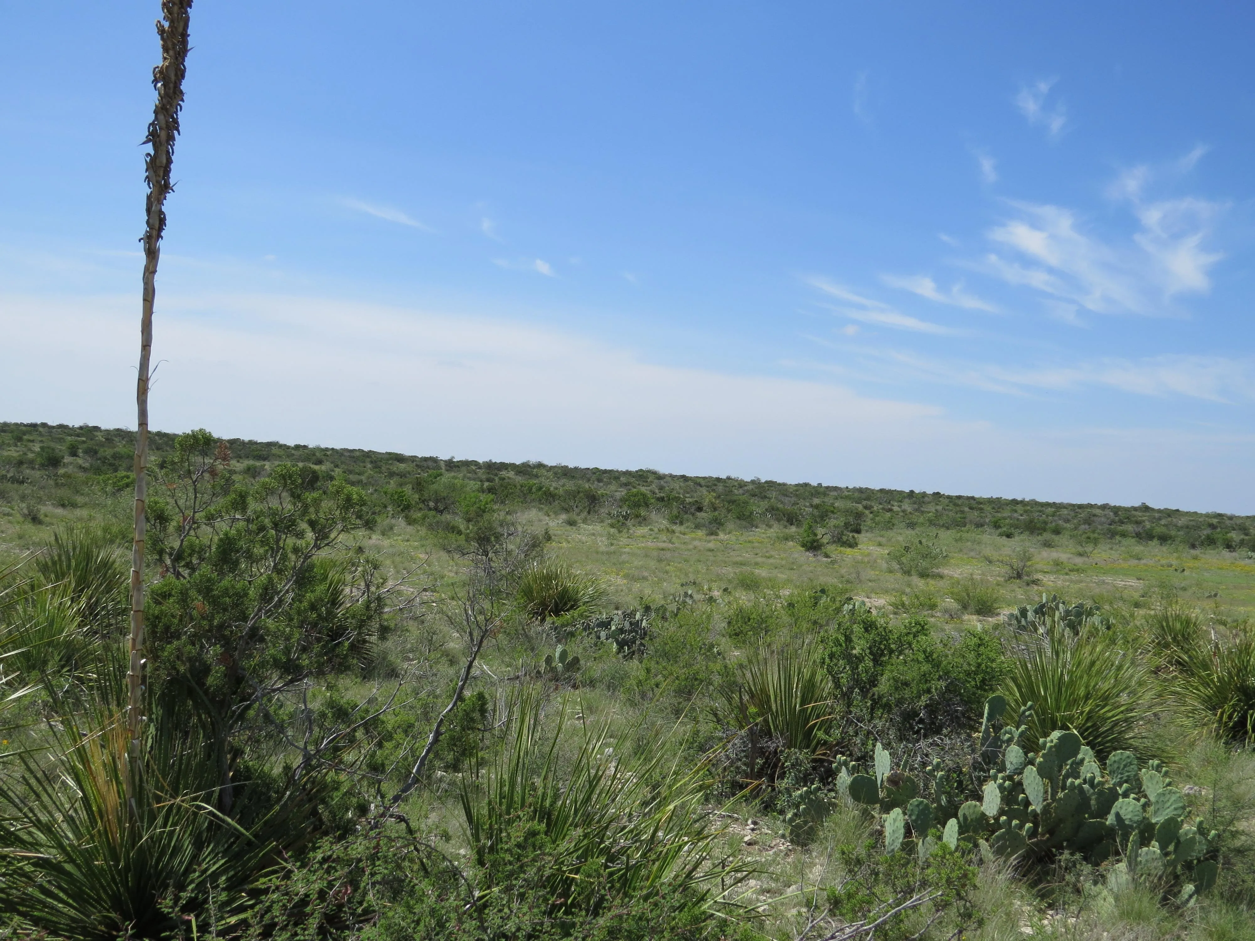 Trans Pecos Region, TX Land for Sale - 1,739 Listings | Land And Farm