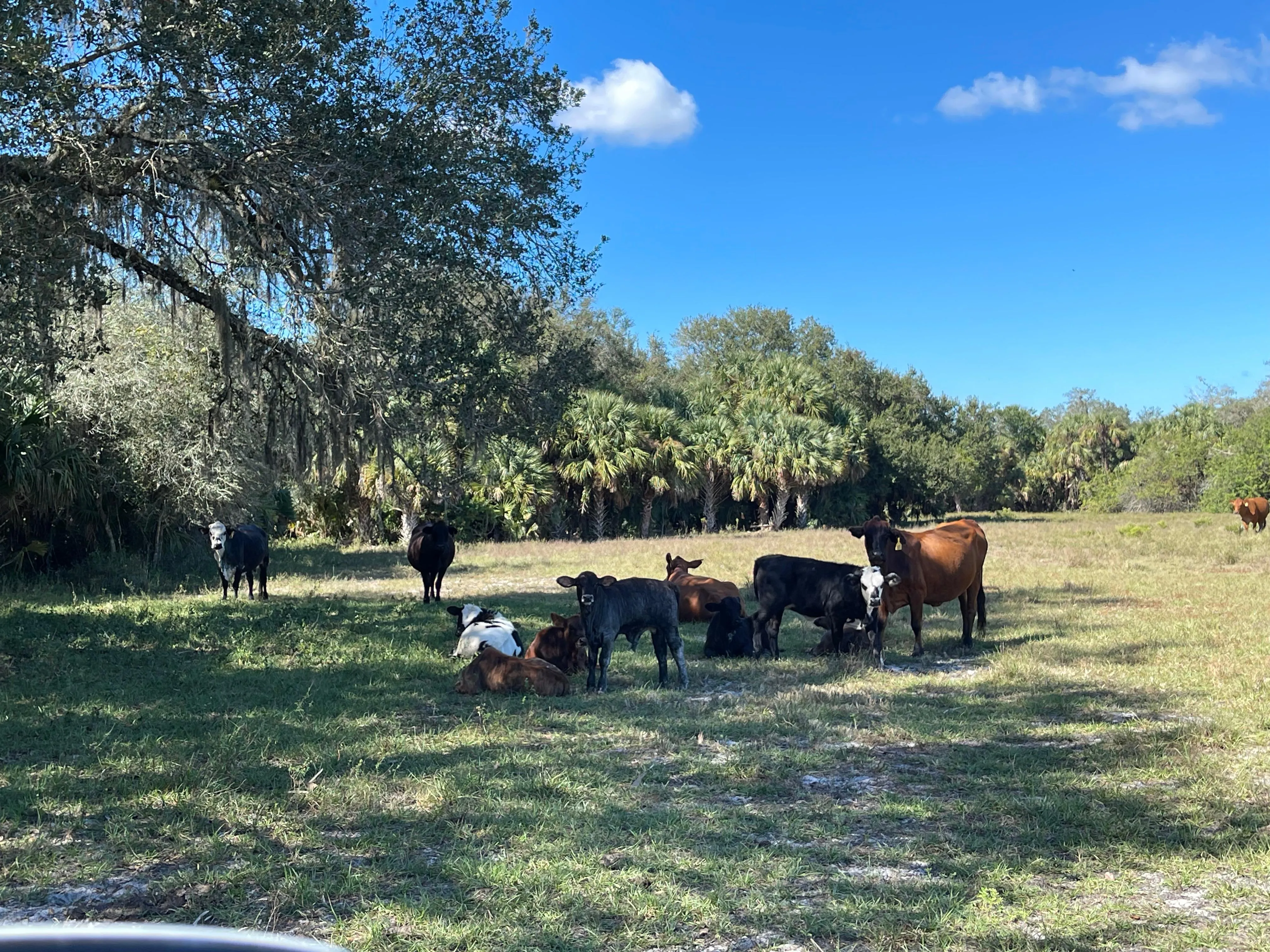Florida Orchard/Vineyards Land for Sale - 29 Listings | Land And Farm