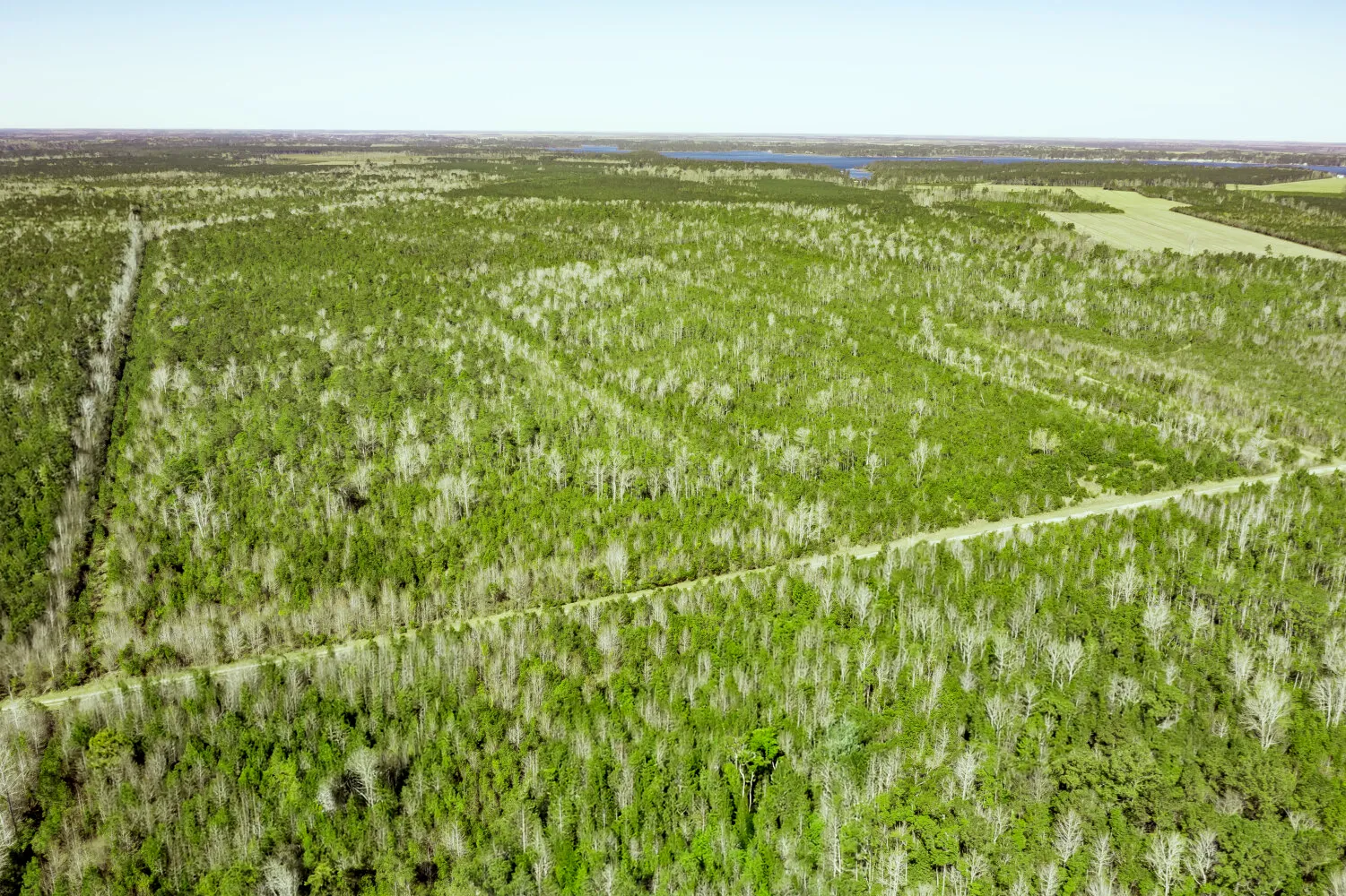 Land for Sale in Pamlico County, NC, Pamlico County, NC Land for Sale ...