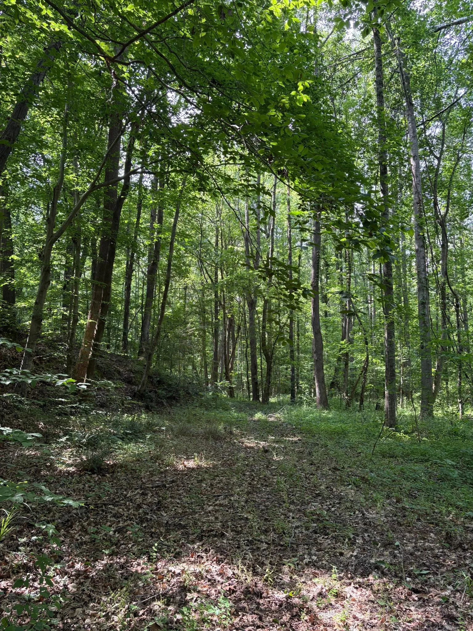 Timberland for Sale in South Carolina, South Carolina Timberland for ...