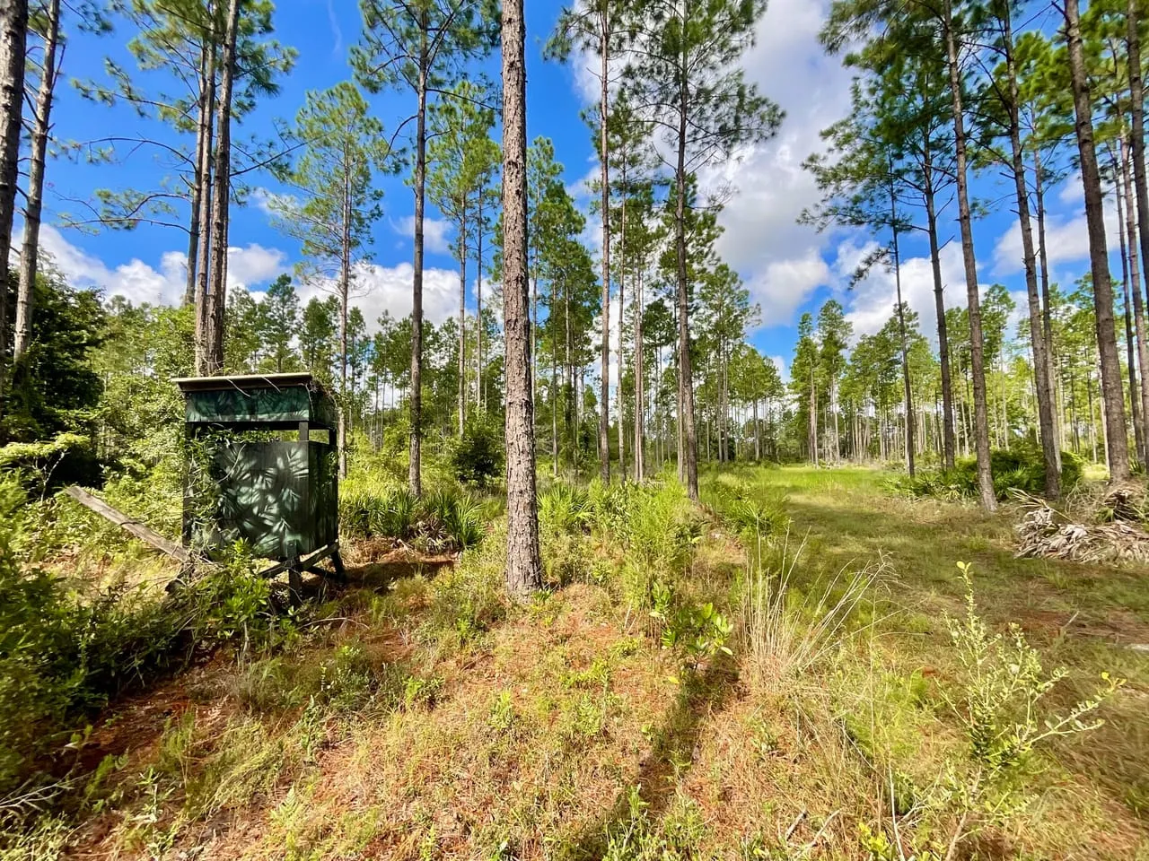 Hunting Land for Sale in North Central Region, FL, North Central Region ...