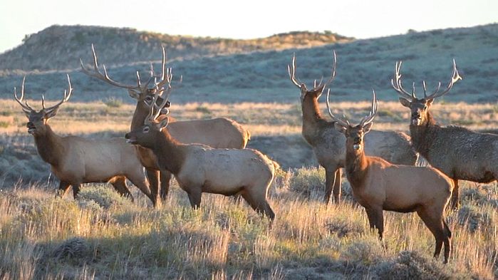 S. Fork Lodgepole Road, Sand Springs, MT 59077 | Land and Farm