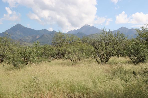 40 acres in Tubac, AZ, 85646 | Land and Farm