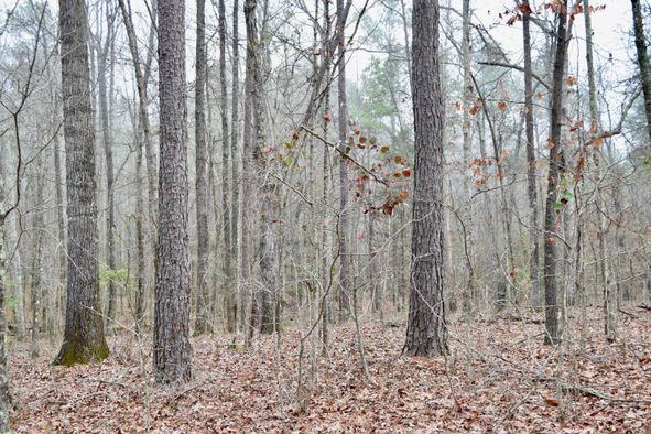 26 acres in Ivey, GA, 31031 | Land and Farm