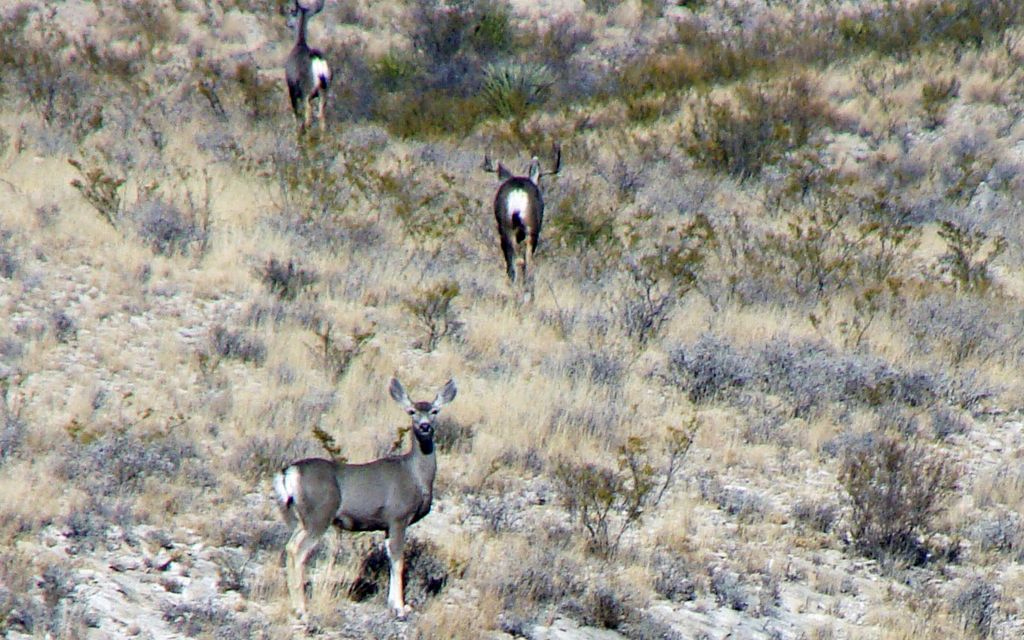 80 acres, Alpine , TX, Property ID: 1106784 | Land and Farm