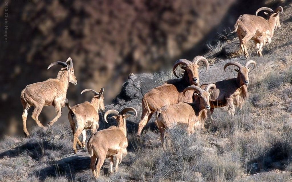 23482.5 acres, Terlingua, TX, Property ID: 8944459 | Land and Farm